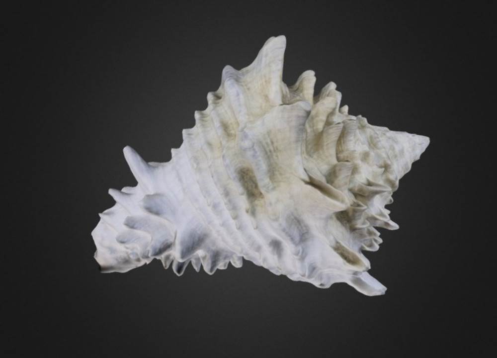 Hystrivasum locklini Gastropod - Free 3d model on creazilla.com