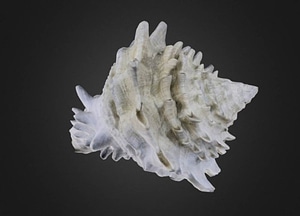 Hystrivasum locklini Gastropod - Free 3d model on creazilla.com