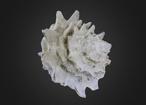 Hystrivasum locklini Gastropod - Free 3d model on creazilla.com