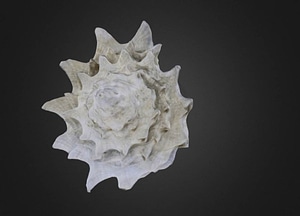 Hystrivasum locklini Gastropod - Free 3d model on creazilla.com