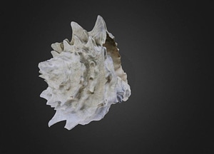 Hystrivasum locklini Gastropod - Free 3d model on creazilla.com