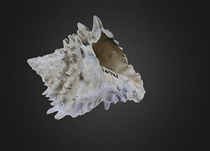 Hystrivasum locklini Gastropod - Free 3d model on creazilla.com