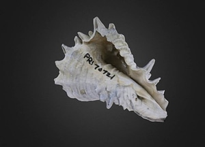Hystrivasum locklini Gastropod - Free 3d model on creazilla.com