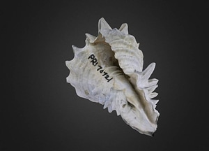 Hystrivasum locklini Gastropod - Free 3d model on creazilla.com