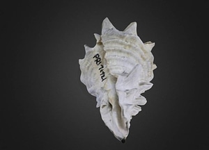 Hystrivasum locklini Gastropod - Free 3d model on creazilla.com