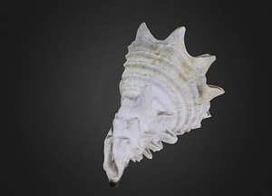 Hystrivasum locklini Gastropod - Free 3d model on creazilla.com