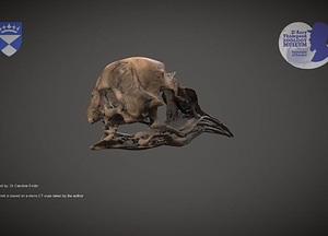 Penguin skull - Free 3d model on creazilla.com