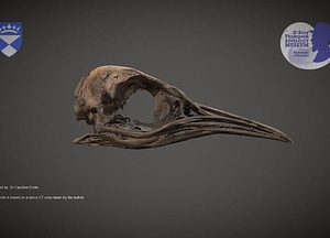 Penguin skull - Free 3d model on creazilla.com