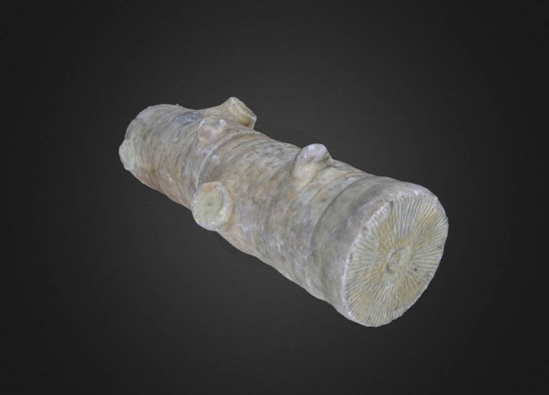 Crinoid stem segments - Free 3d model on creazilla.com