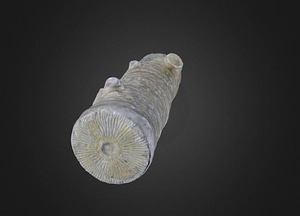 Crinoid stem segments - Free 3d model on creazilla.com