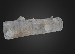Crinoid stem segments - Free 3d model on creazilla.com
