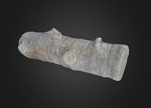 Crinoid stem segments - Free 3d model on creazilla.com