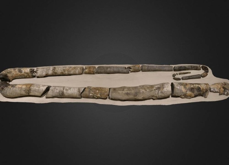 Diplomoceras maximum Cephalopod - Free 3d model on creazilla.com