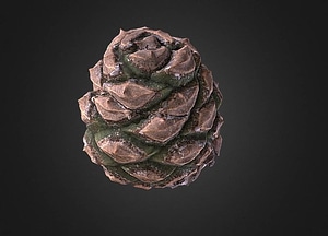 Pine cone - Free 3d model on creazilla.com