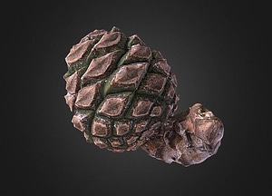 Pine cone - Free 3d model on creazilla.com