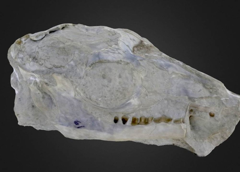 Poebrotherium's skull with brain - Free 3d model on creazilla.com