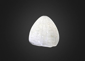 Conulus albogalerus Echinoid 3d model