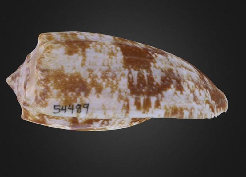 Conus geographus Snail - Free 3d model on creazilla.com