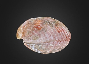 Pentamerus oblongus Brachiopod 3d model. Free download. | Creazilla