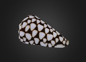 Conus marmoreus Snail - Free 3d model on creazilla.com