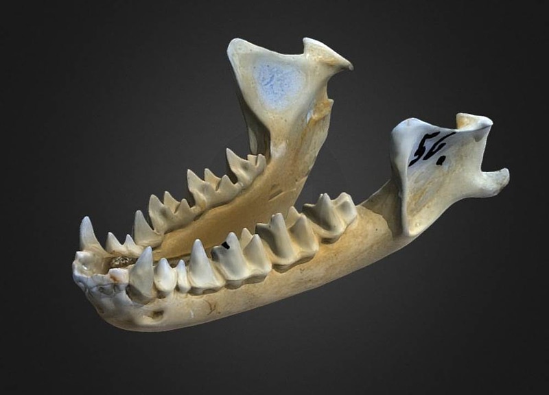 Nyctalus noctula - Free 3d model on creazilla.com