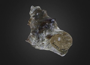 Amberleya spinigera Gastropod - Free 3d model on creazilla.com