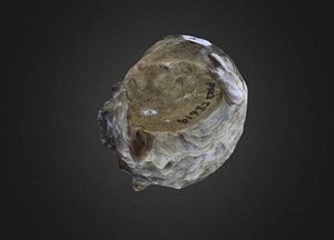 Amberleya spinigera Gastropod - Free 3d model on creazilla.com