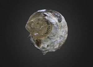 Amberleya spinigera Gastropod - Free 3d model on creazilla.com