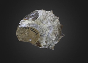 Amberleya spinigera Gastropod - Free 3d model on creazilla.com