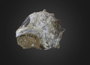 Amberleya spinigera Gastropod - Free 3d model on creazilla.com