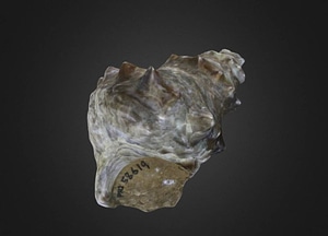 Amberleya spinigera Gastropod - Free 3d model on creazilla.com