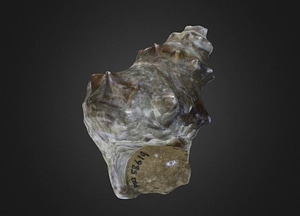Amberleya spinigera Gastropod - Free 3d model on creazilla.com