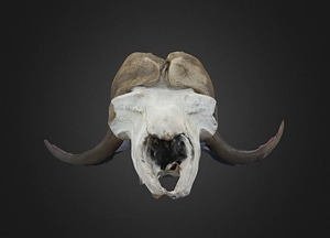 Ox Skull - Free 3d model on creazilla.com