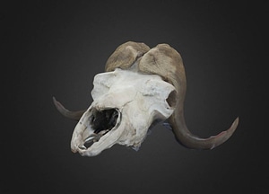 Ox Skull - Free 3d model on creazilla.com