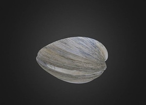Mercenaria mercenaria 3d model