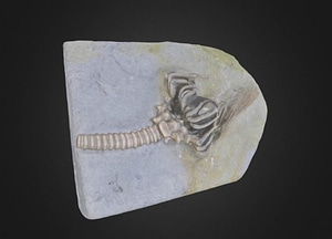 Actinocrinites gibsoni Crinoid - Free 3d model on creazilla.com