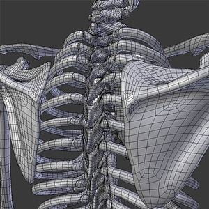 Skeleton - Free 3d model on creazilla.com