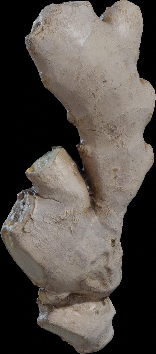 Food Ginger - Free 3d model on creazilla.com