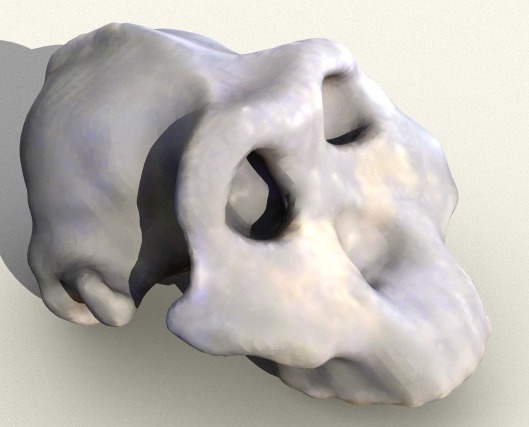 Paranthropus Australopithicus Boisei Skull Free 3d Model On