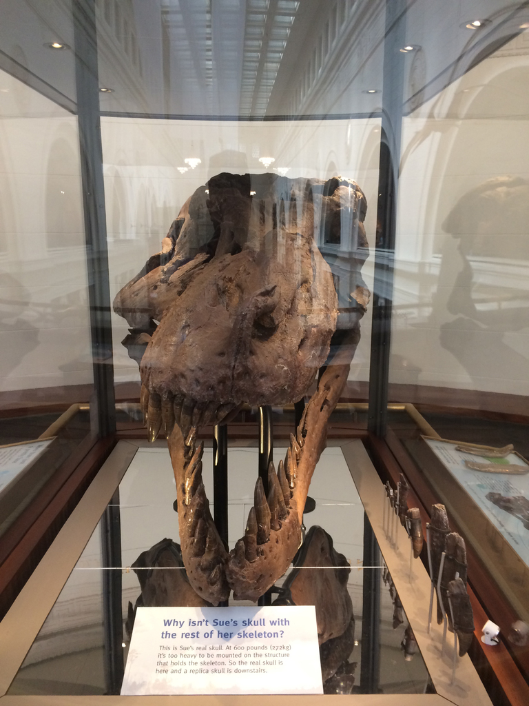 Sue the T. Rex skull - Free 3d model on creazilla.com