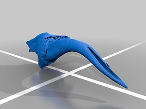 Snake Fangs - Free 3d model on creazilla.com