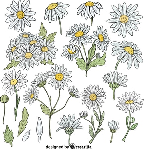 Daisy flower vector. Free download. | Creazilla