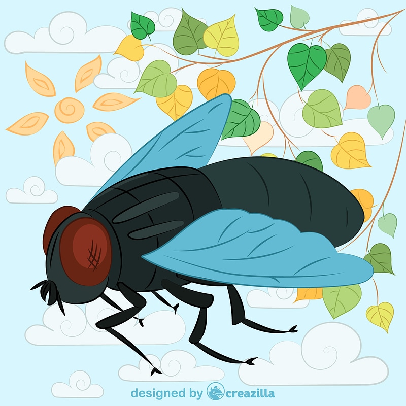 Fly vector. Free download. | Creazilla