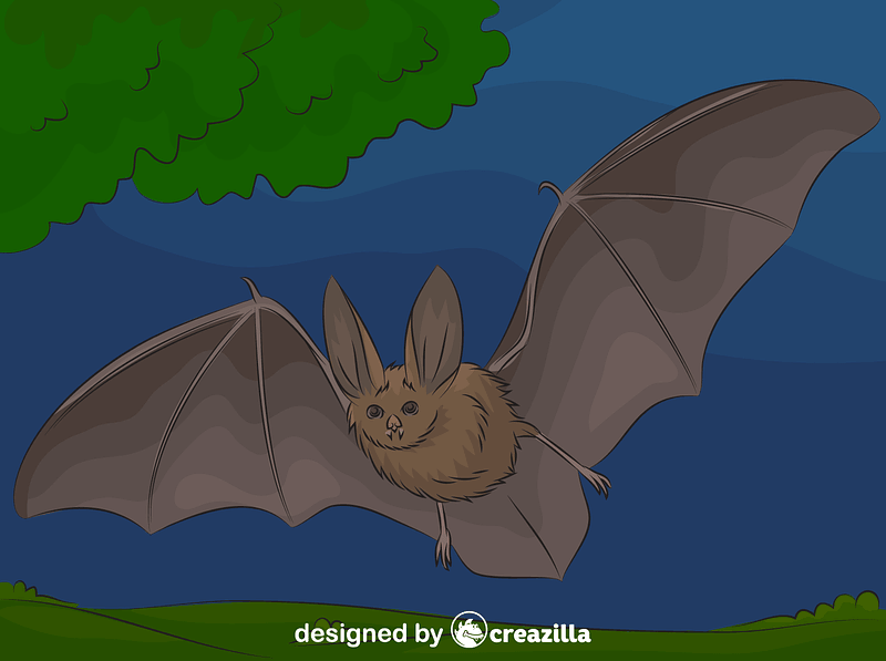 Townsend's big-eared bat - Free vector images on creazilla.com