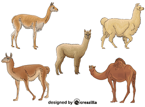 Set of Camelids - Free vector images on creazilla.com