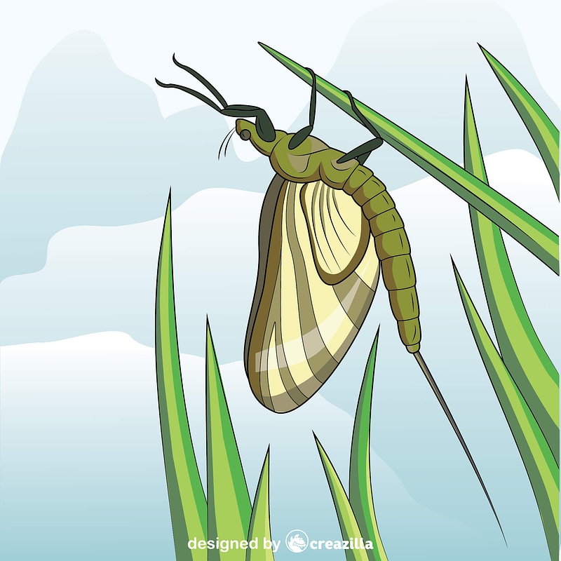 Green Drake Mayfly vector. Free download. | Creazilla