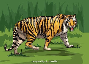 Tiger - Free vector images on creazilla.com