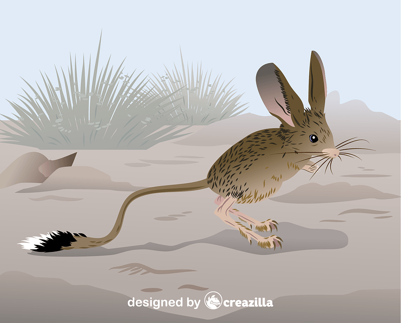 Long-Eared Jerboa - Free vector images on creazilla.com