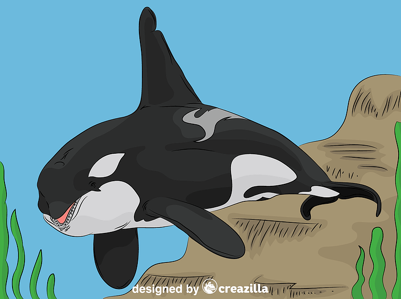 Killer Whale - Free vector images on creazilla.com