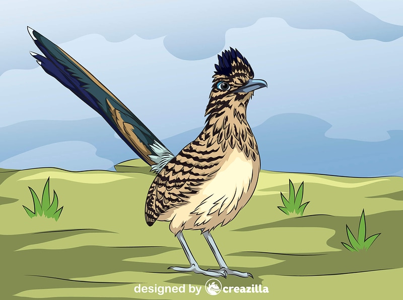 Roadrunner - Free vector images on creazilla.com